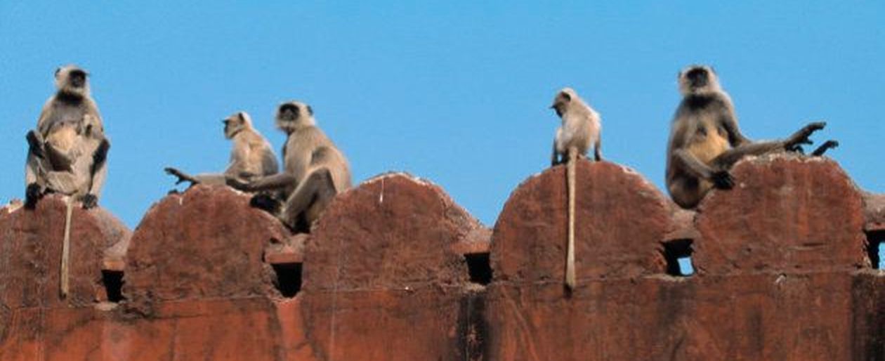 India: il governo assume 40 professionisti per tenere le scimmie ...