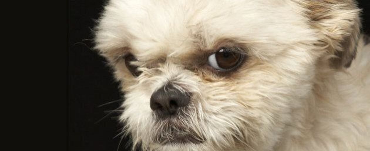 Il tuo cane sa quando sei arrabbiato con lui (e non si fida affatto di ...