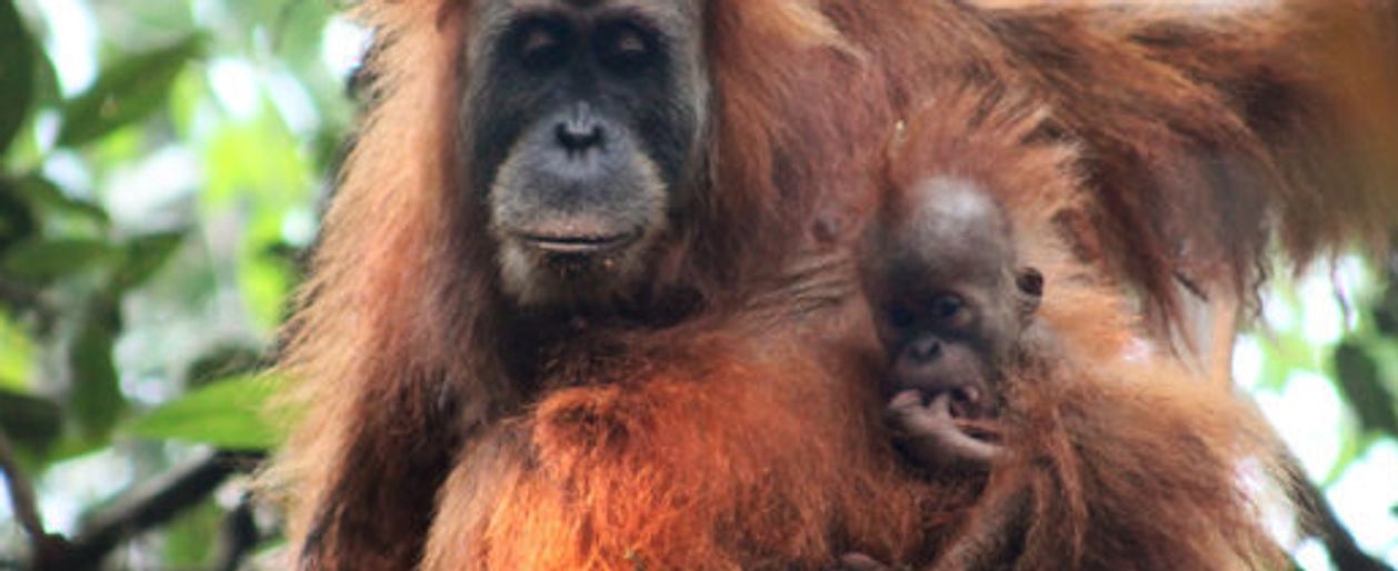 Scoperta una nuova specie di orango, ma è già a rischio estinzione ...