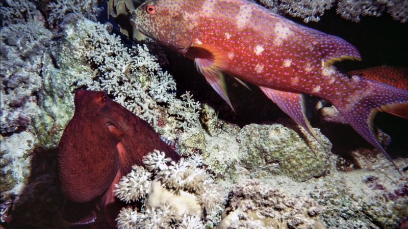 L’intesa vincente della cernia rossa dei coralli - HuffPost Italia