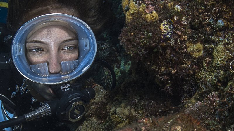 Il pesce pietra, l’animale più velenoso del mondo - HuffPost Italia