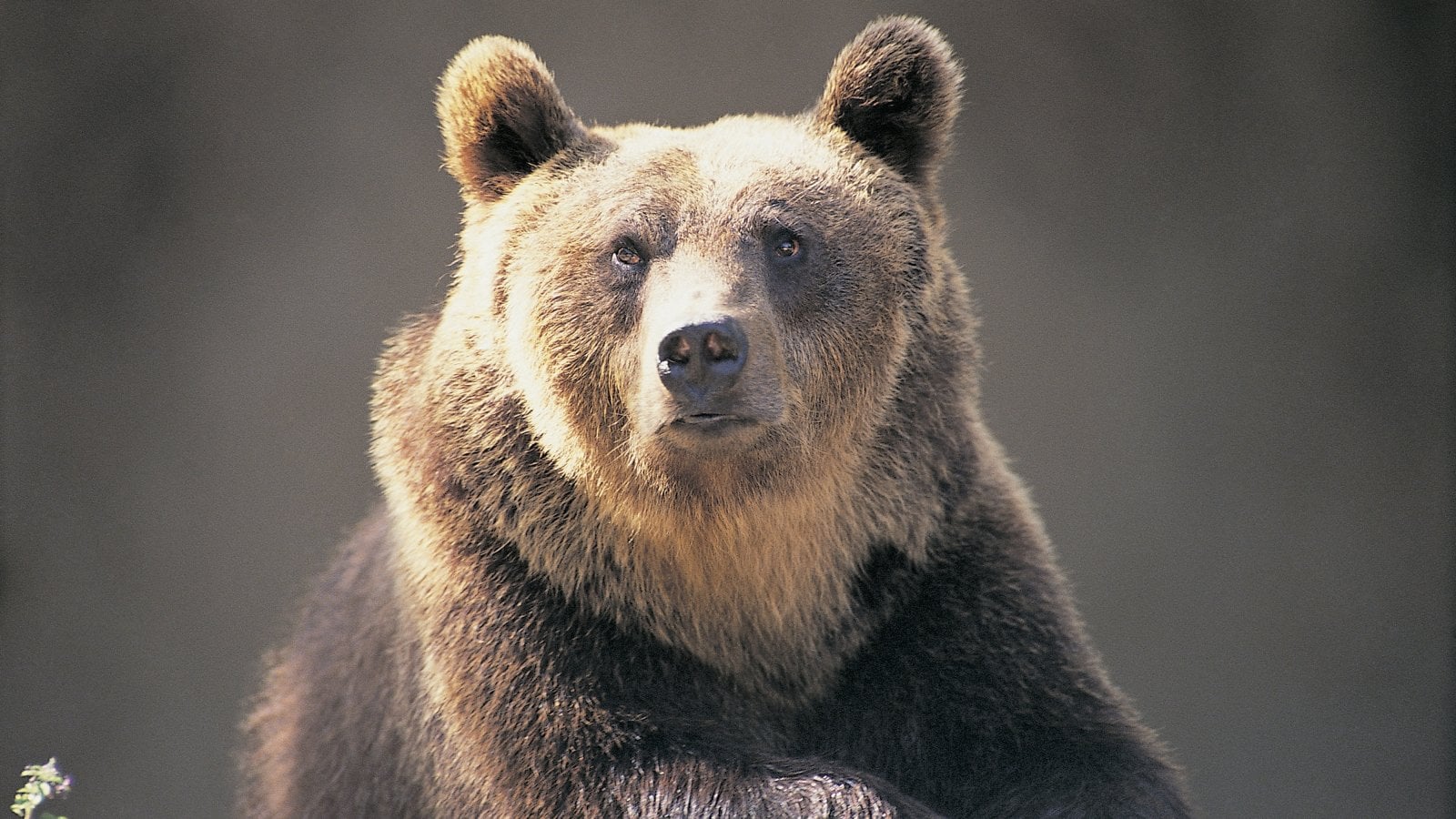 Spray anti-orso per evitare aggressioni nei parchi: proposta la ...