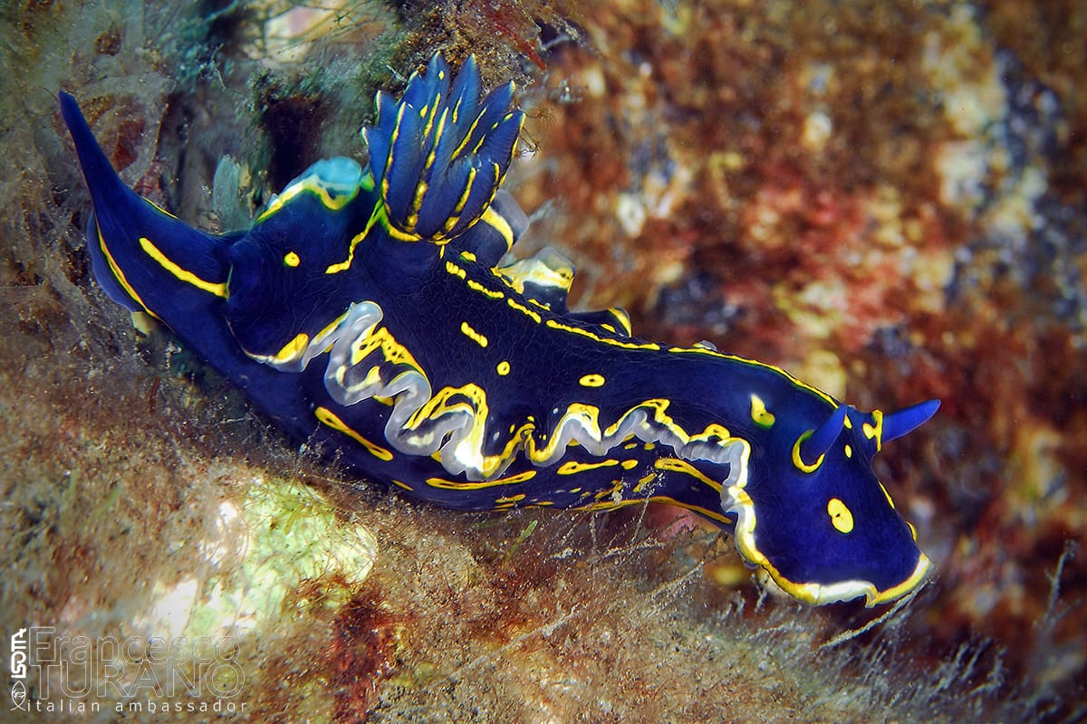 Specie Di Nudibranchi