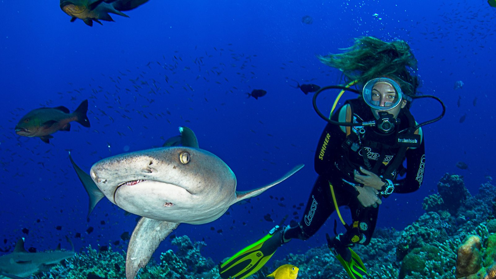 Le Maldive, il paradiso degli squali - HuffPost Italia