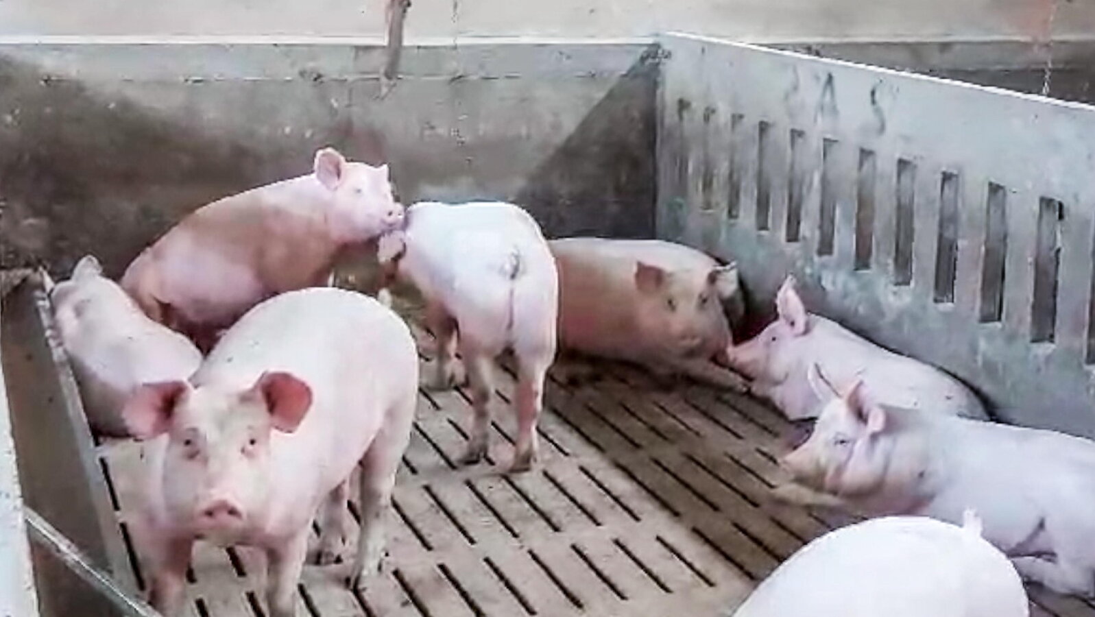 La peste suina è una minaccia senza precedenti per l'agroalimentare ...