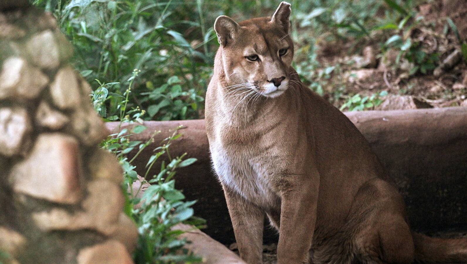 Il Texas salva il puma della Florida. E ne fa una specie dell ...