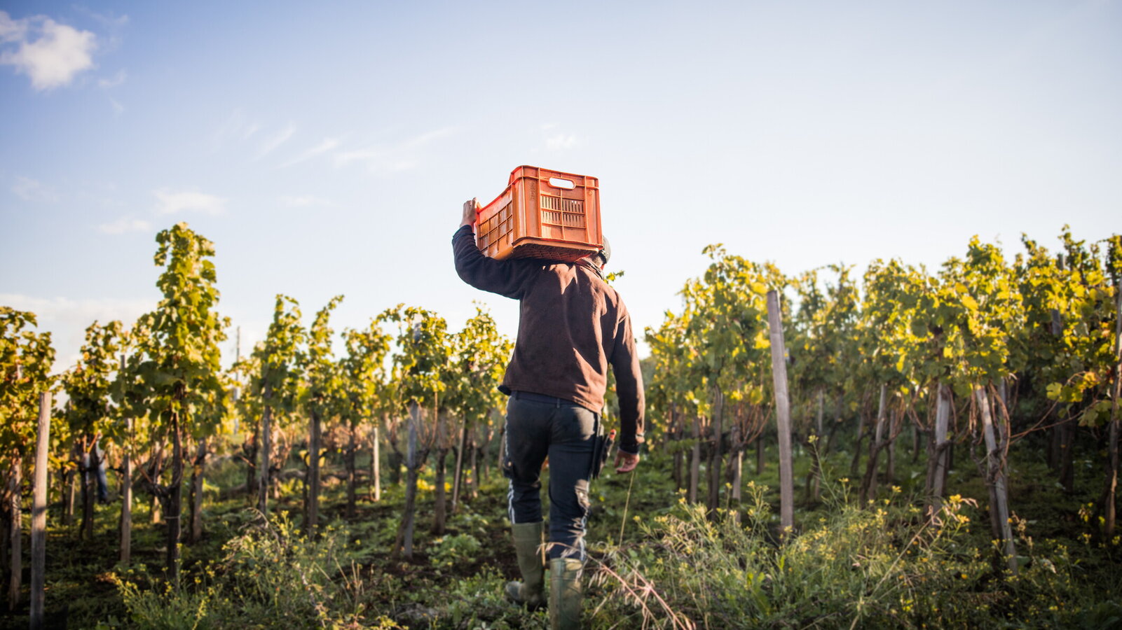 Il vigneto del futuro: la Sicilia del vino alle prese con la ...