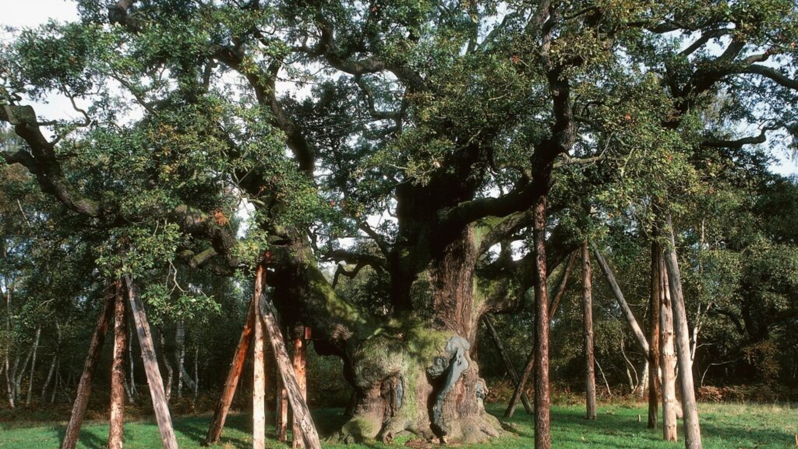 Major Oak è morta. Addio alla celebre quercia di Robin Hood - HuffPost ...