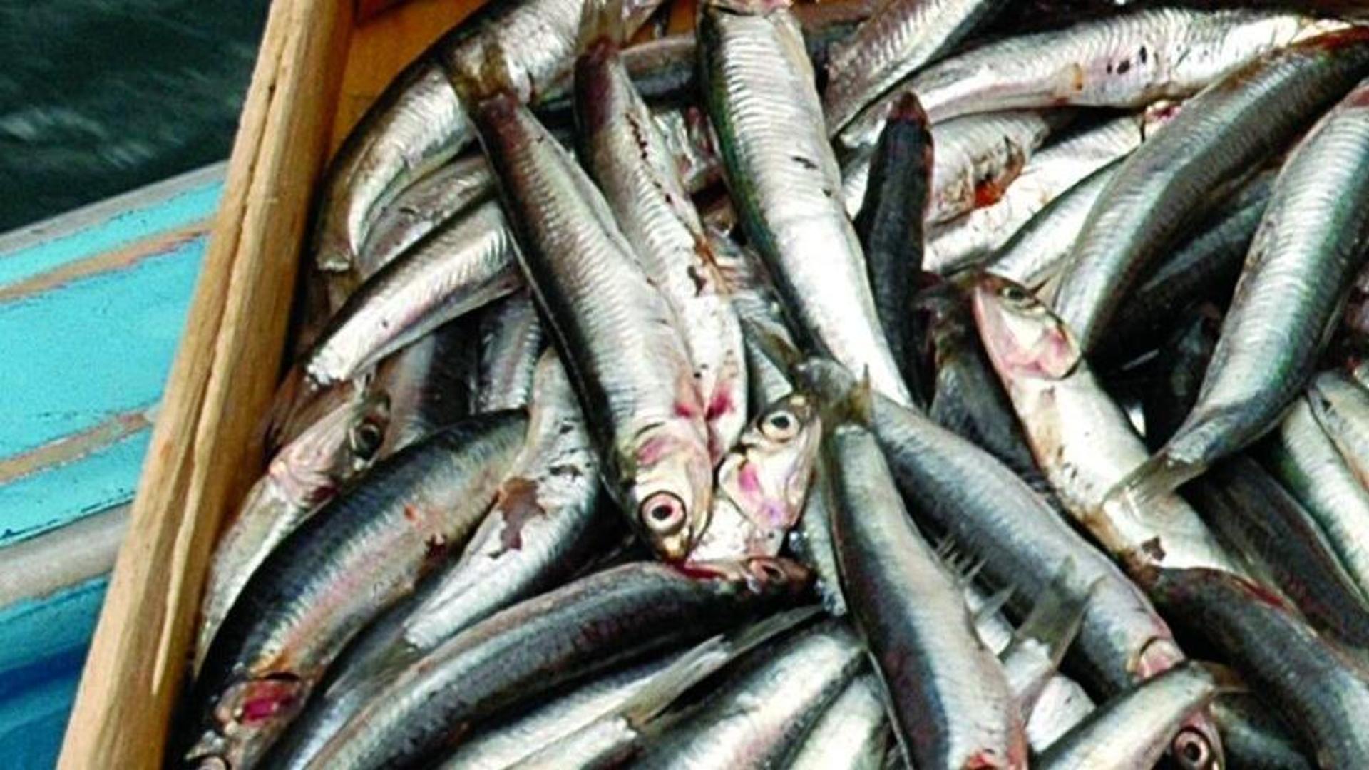 Sardelle mini e alici sempre più grandi. Così la pesca intensiva sta ...