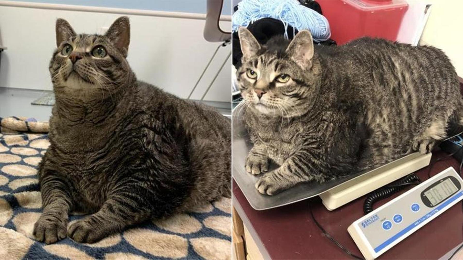 Il gatto obeso Zack ha trovato una famiglia speciale con cui perdere ...