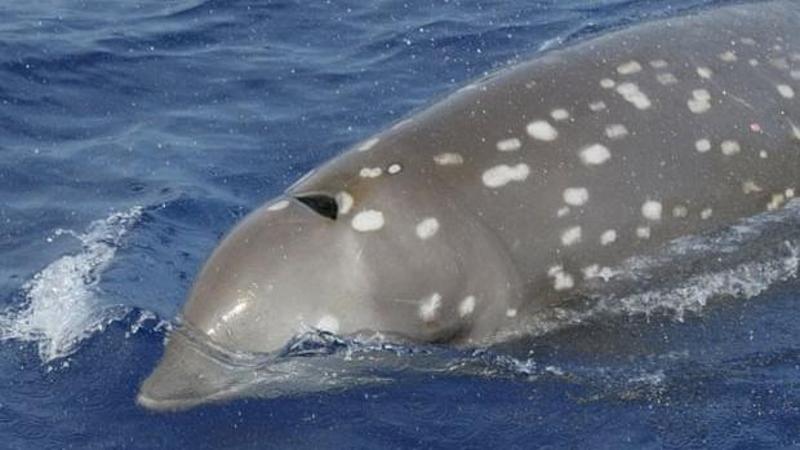 Immersione record per una balena, 3 ore e 42 minuti: è la cosiddetta ...