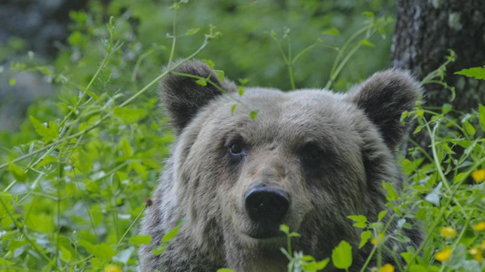 Orso marsicano a rischio: l’80 per cento muore ancora a causa dell’uomo ...
