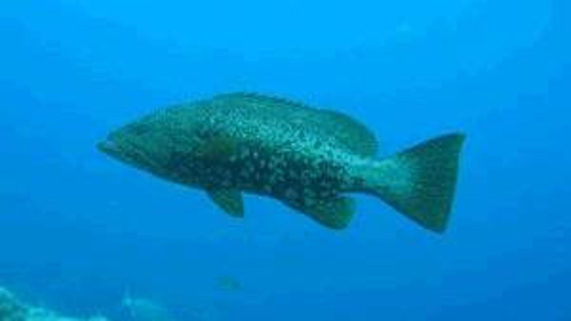 Portofino, nell’area marina protetta, aumentano gli esemplari di cernia ...