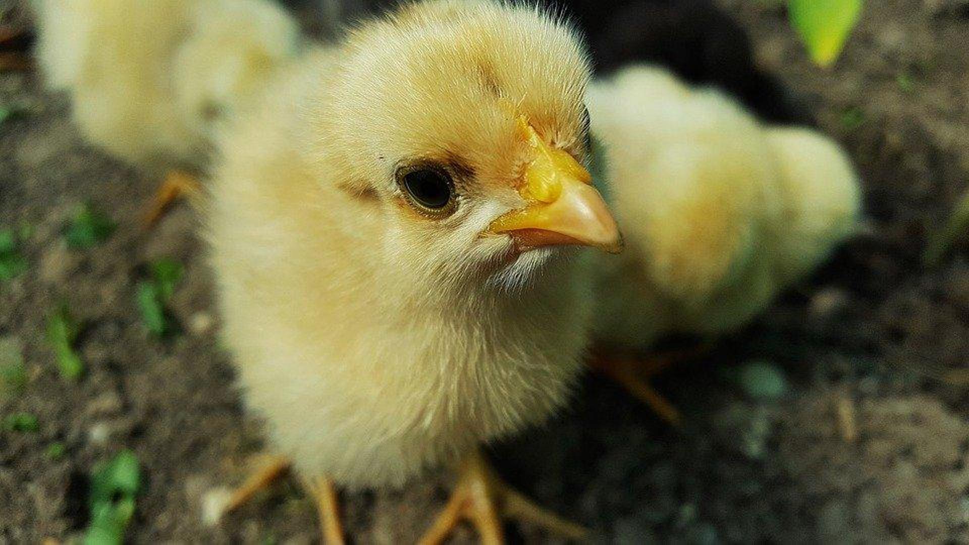 La Germania sarà il primo paese al mondo a bandire l’uccisione dei ...