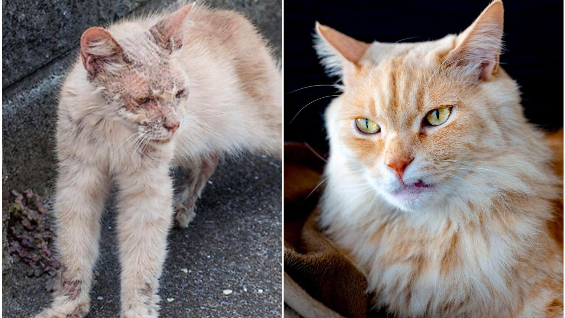 La trasformazione di Chataro, gatto moribondo salvato quattro anni fa ...