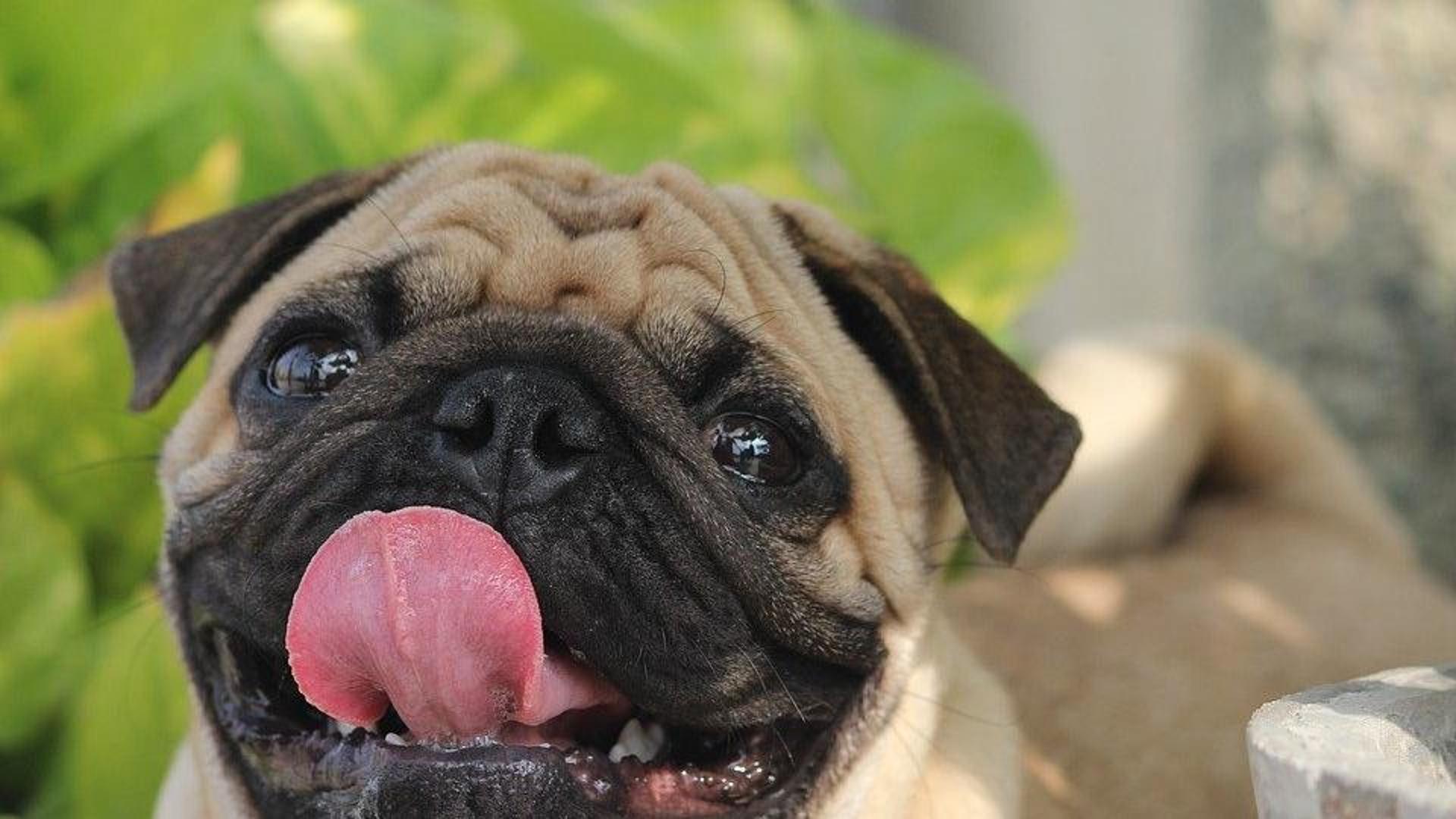 “Ecco perché i cani Carlini e Bulldog piacciono tanto” - La Stampa