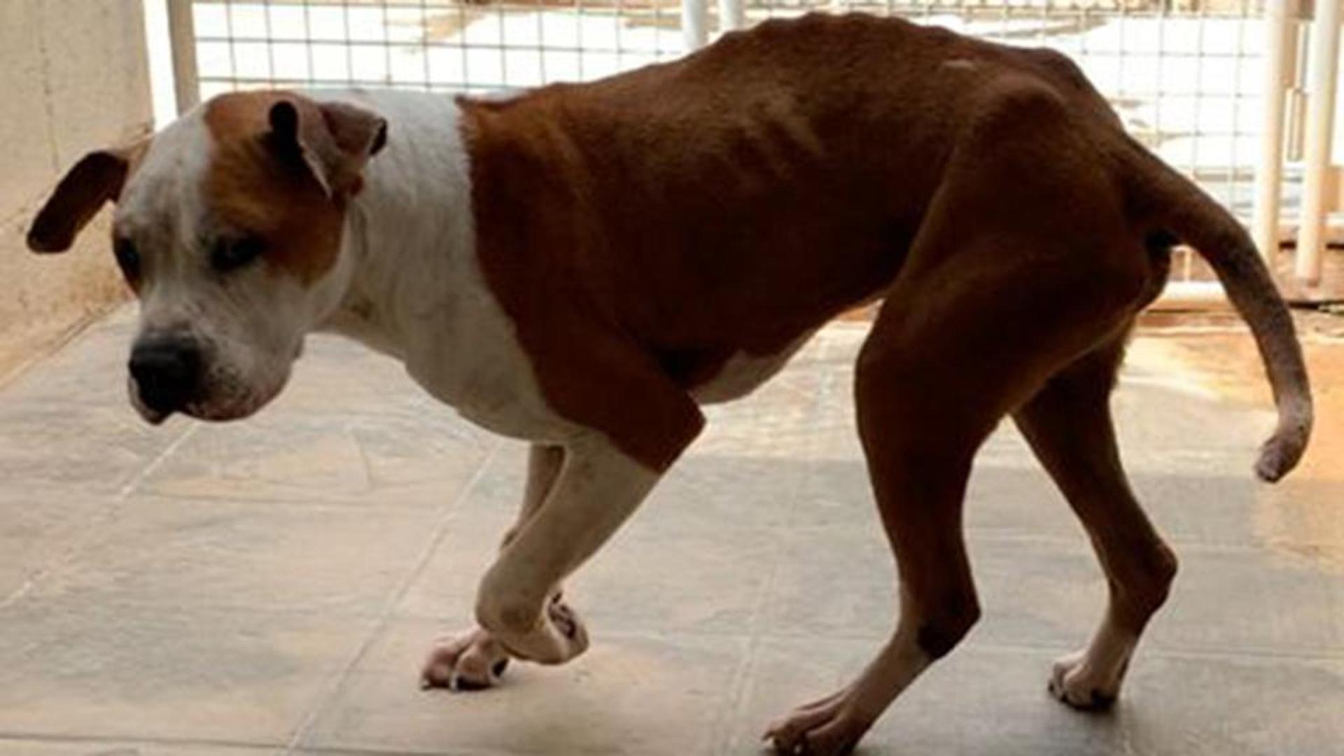 Duca, il cane Pit Bull che nessuno vuole adottare per la sua razza - La ...