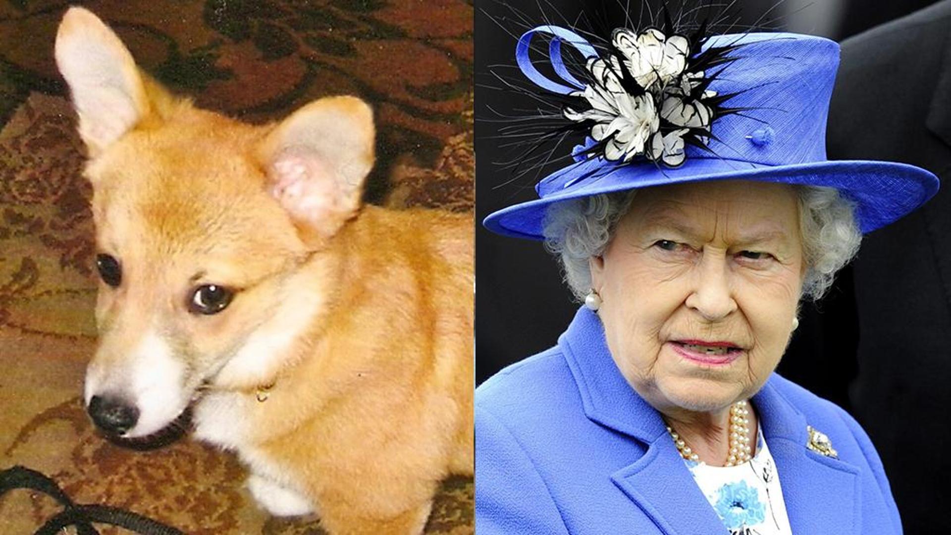 La regina Elisabetta “distrutta” per la morte di Fergus, il cane di ...