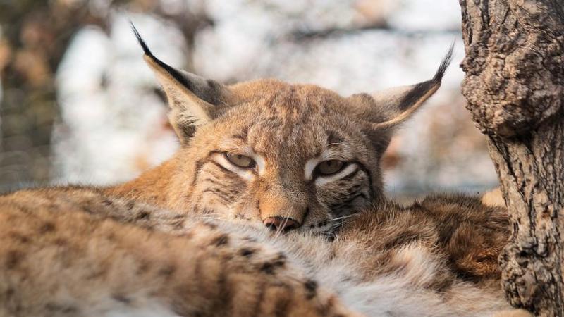 Giornata mondiale della biodiversità, Wwf: i felini ritornano in Europa ...