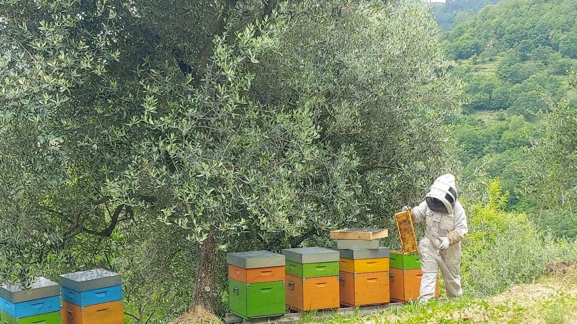 Anche gli apicoltori spezzini lanciano l’allarme: “Freddo e ...