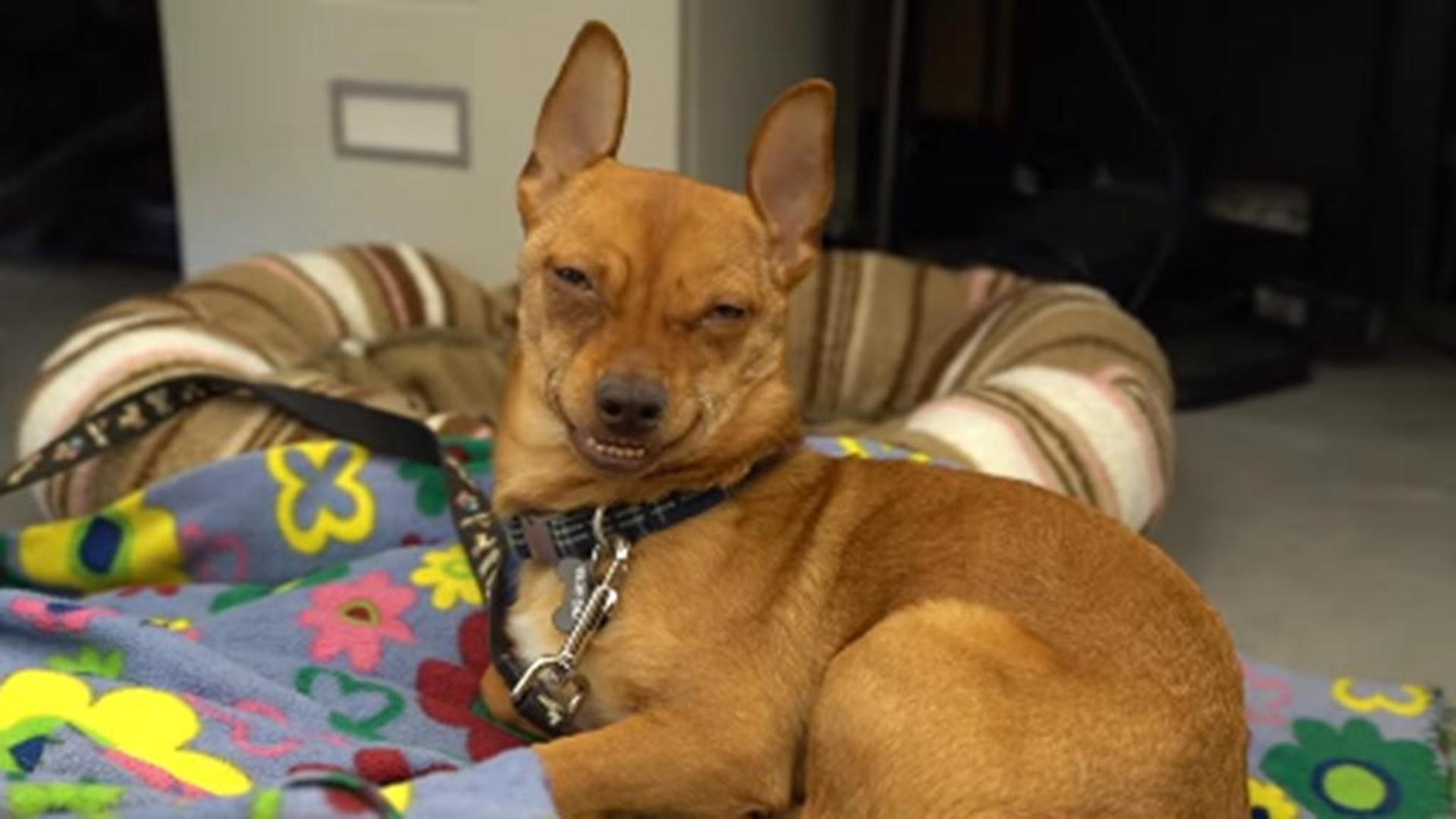 Cane sempre sorridente in realtà ha una condizione rara che lo fa ...
