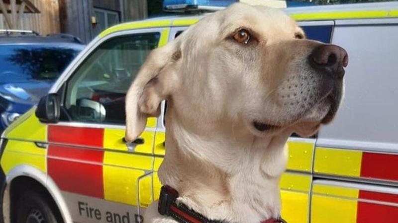 La storia di Bailey, da cane “non addestrabile e testardo” a ...