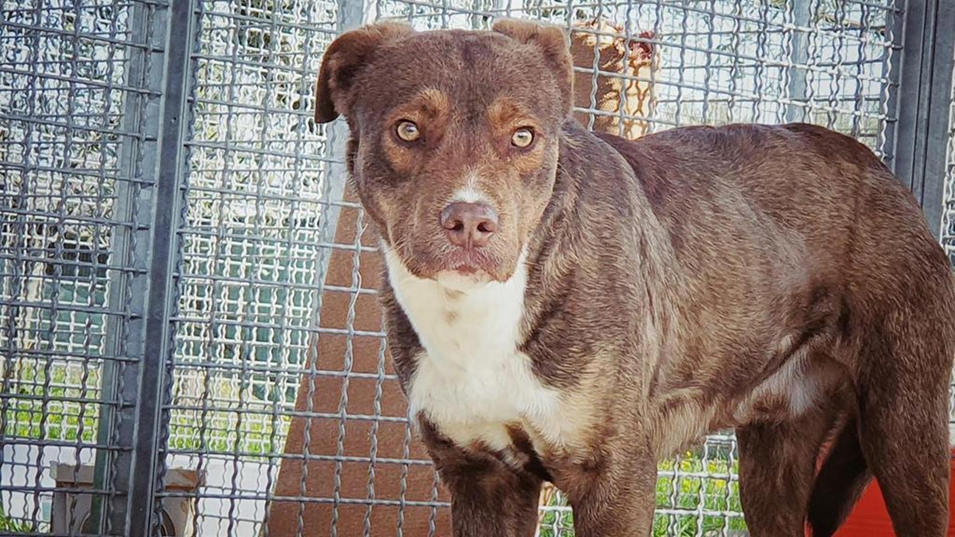 Paul, cane abbandonato in una gabbia in una cava, ha bisogno di ...