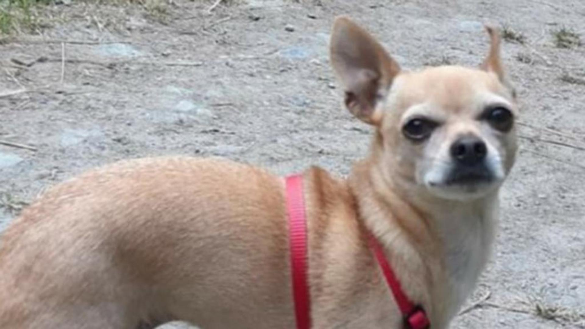 Smarriscono il loro cane Phiby in Valle d’Aosta e 20 giorni dopo lo ...