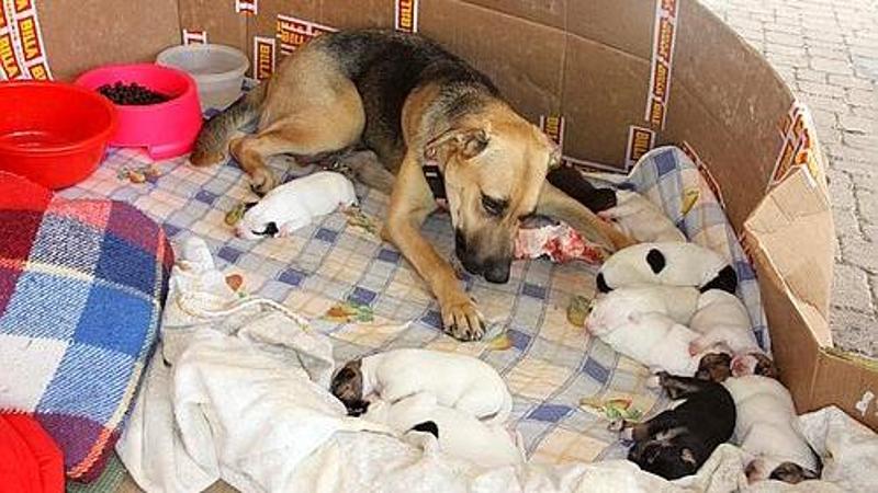Sotto il ponte con Bert e 11 cuccioli da salvare - Il Secolo XIX