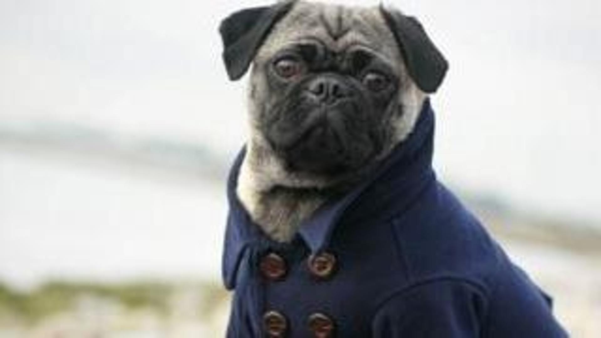Stupido cane, stai lontano dal Web - Il Secolo XIX