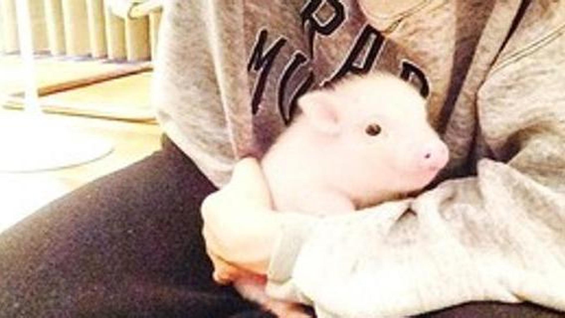 Ecco il nuovo amico di Miley Cyrus - Il Secolo XIX