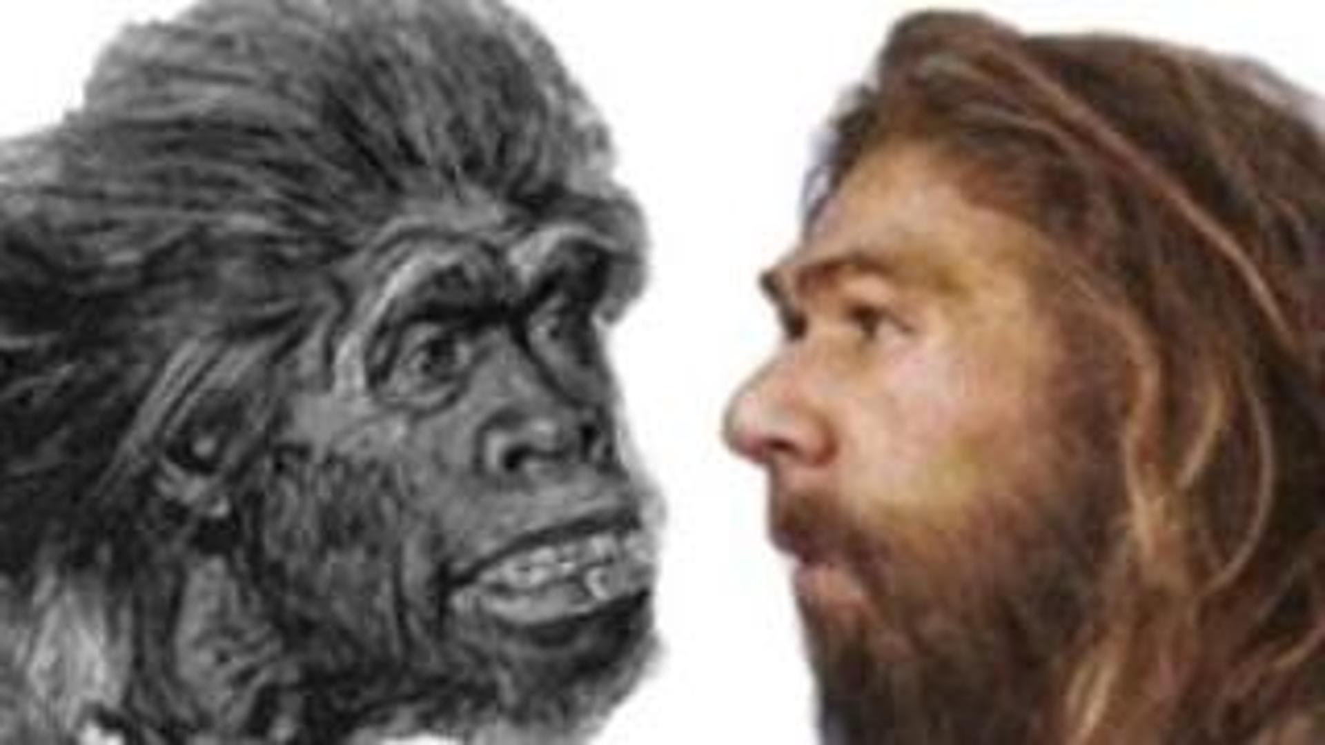 Neanderthal, come è cambiato il modo di rappresentarlo in oltre un ...