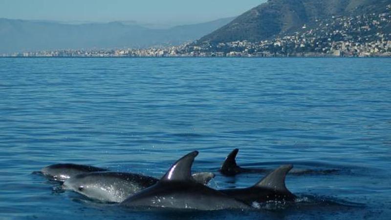 “Delfini tursiopi”, la rara specie avvistata al largo di Cervo: maxi ...
