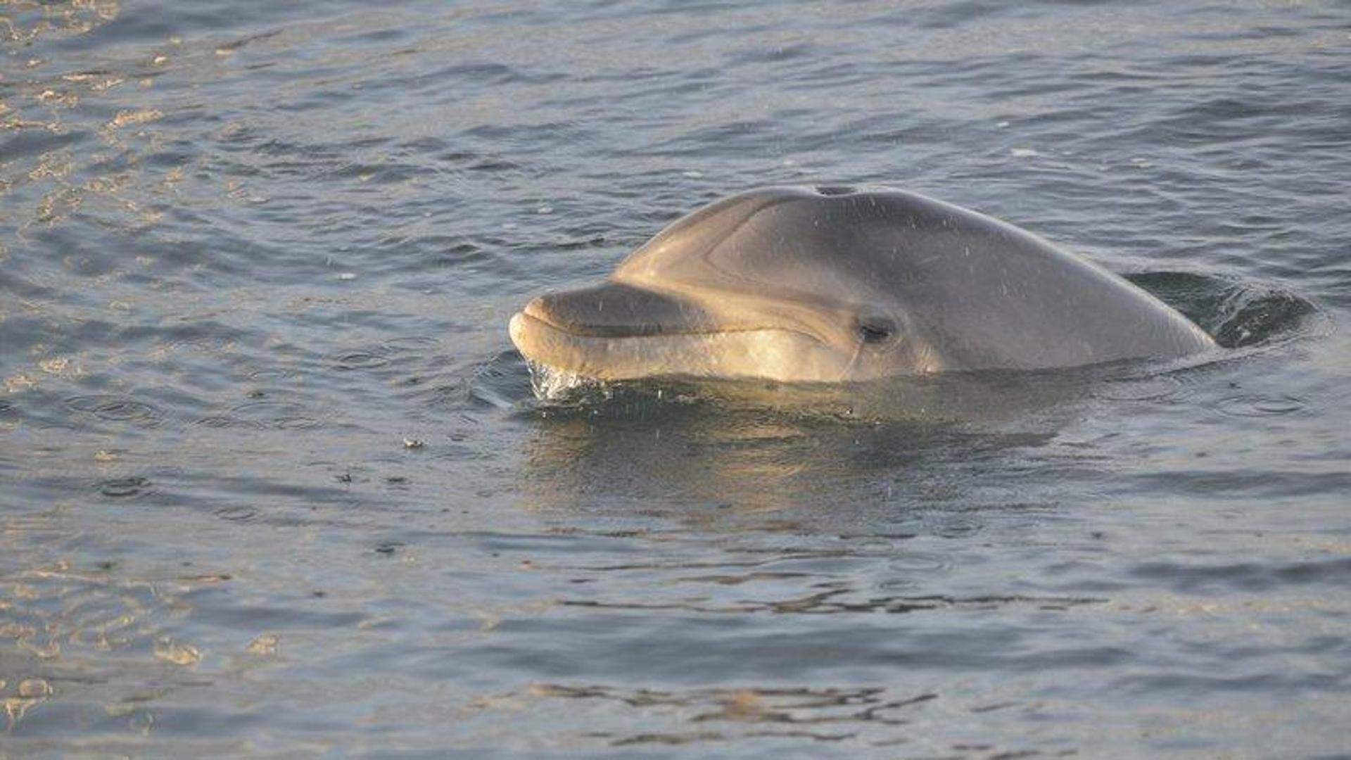 Manoliño, mobilitazione sul web per salvare il delfino spagnolo colpito ...