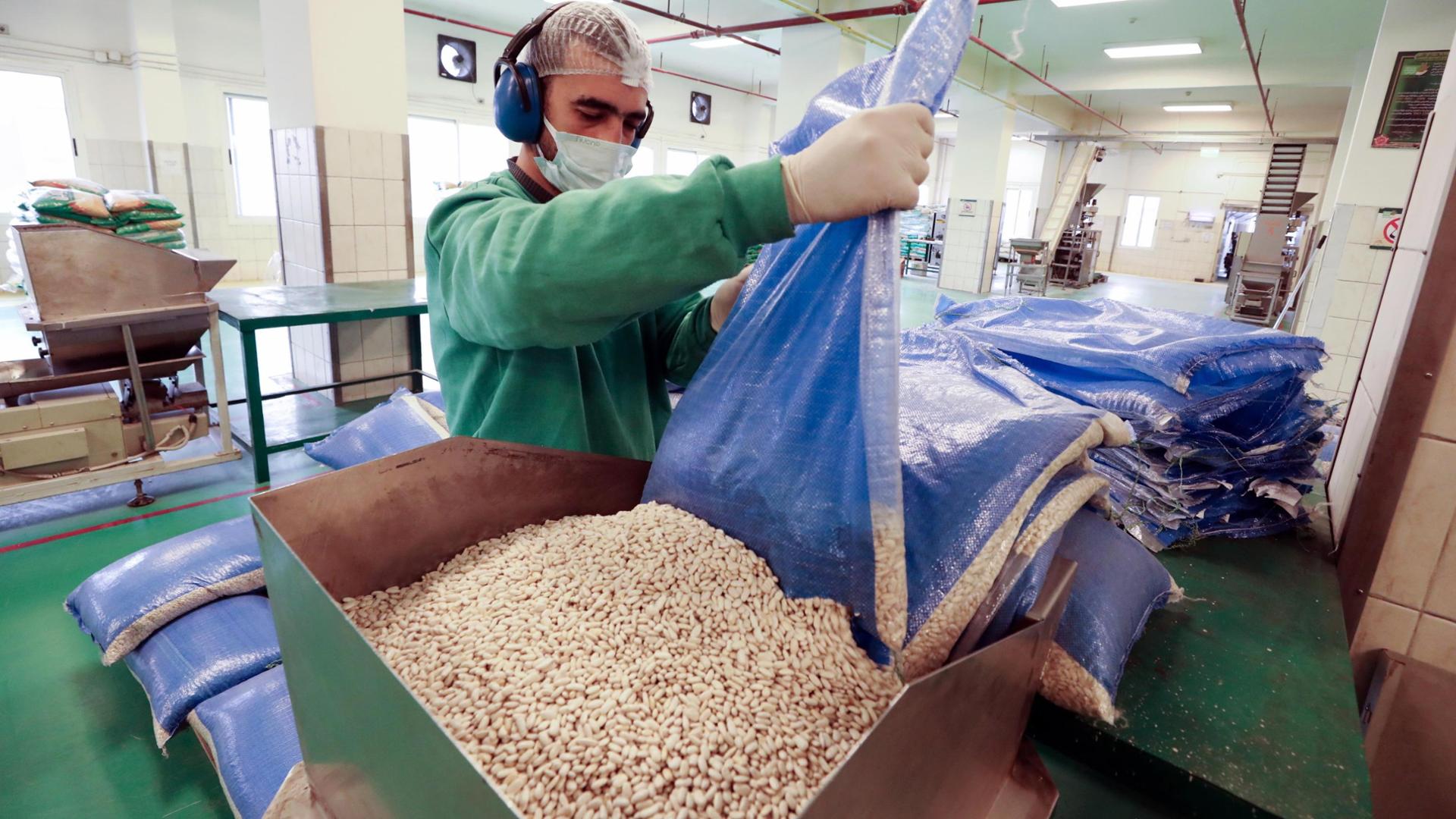 Cibo: vermi e larve consentiti in Europa - Il Secolo XIX