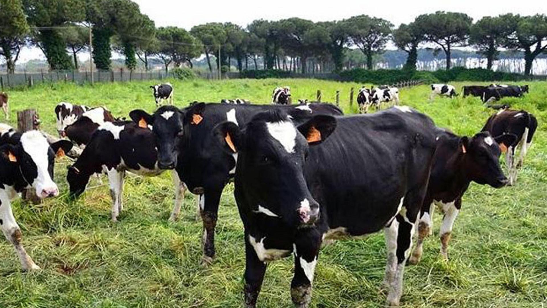 L’industria del latte e le mucche in Liguria. I produttori: “Fresco e a ...