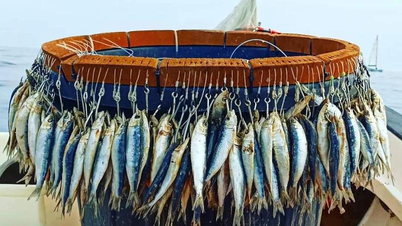 Liguria, palamiti con 50 ami (prima 200), scoppia la rivolta dei ...