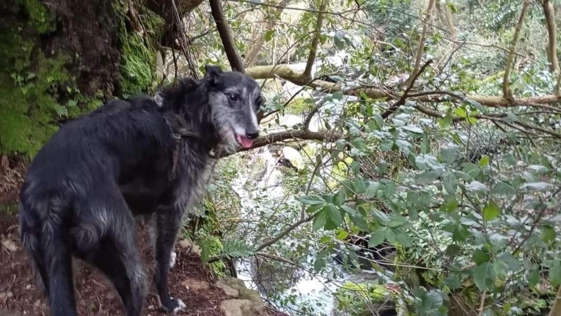 Finale, ritrovato Pippi, il cane fuggito ai padroni dopo un incidente ...