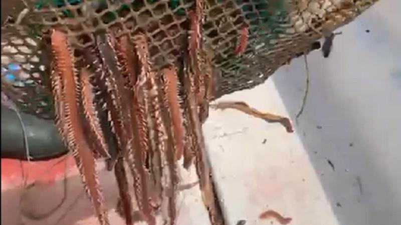 ALLARME VERMOCANE nel mar Mediterraneo: come riconoscerli e evitarli ...