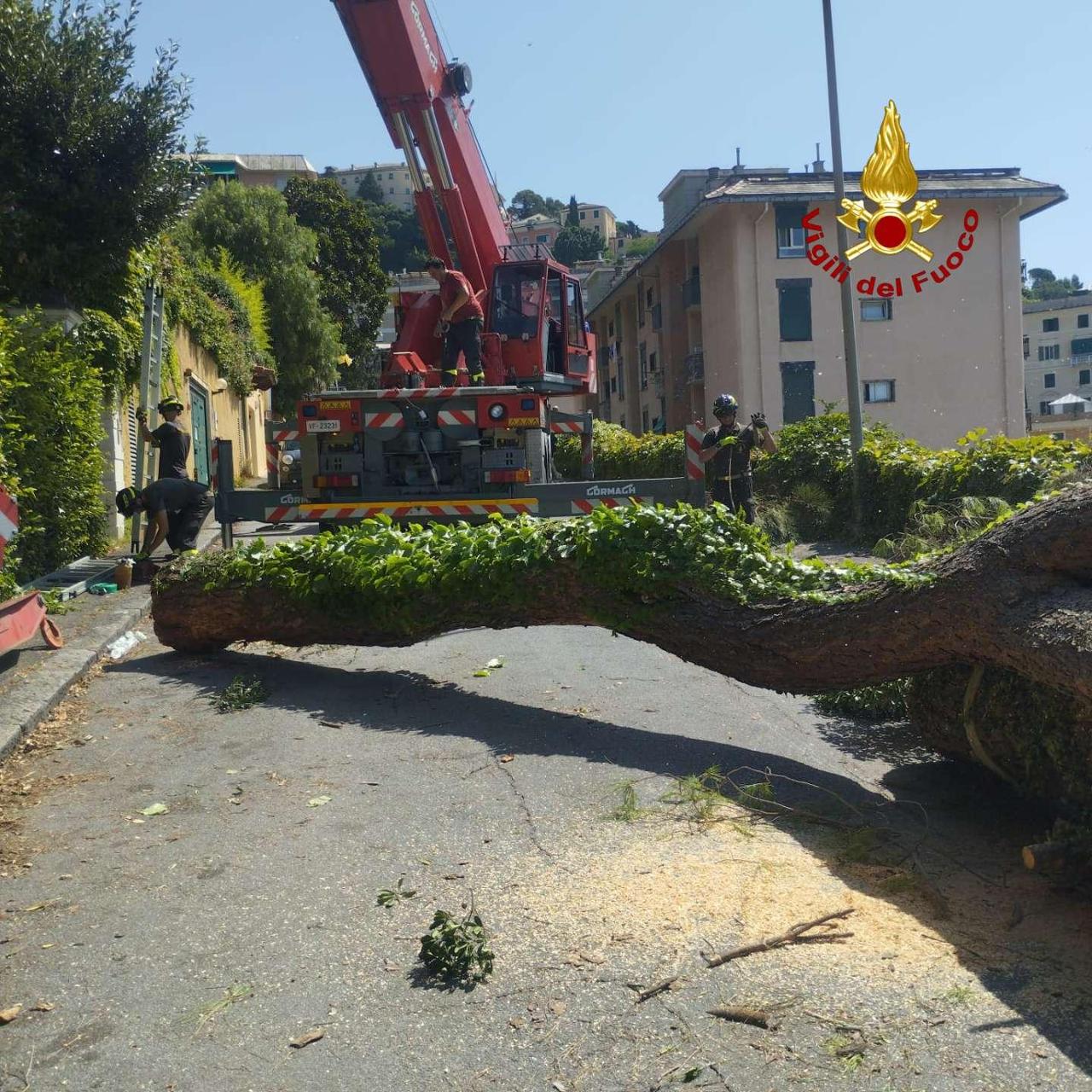 Albero cade in via Piaggio a Genova, intervento dei vigili del fuoco ...