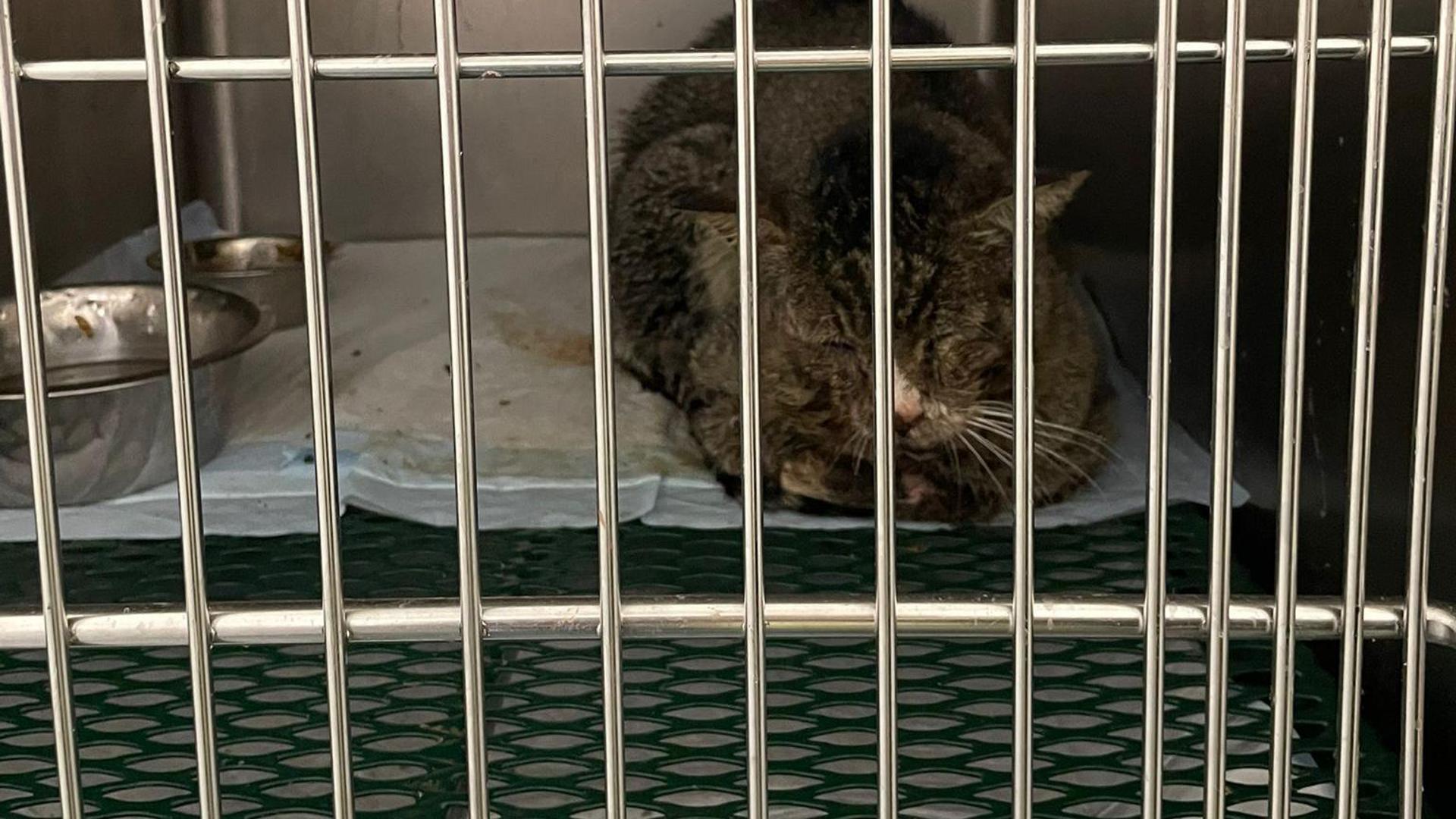 Gatto ferito gravemente da un petardo, lunedì sarà depositata una ...