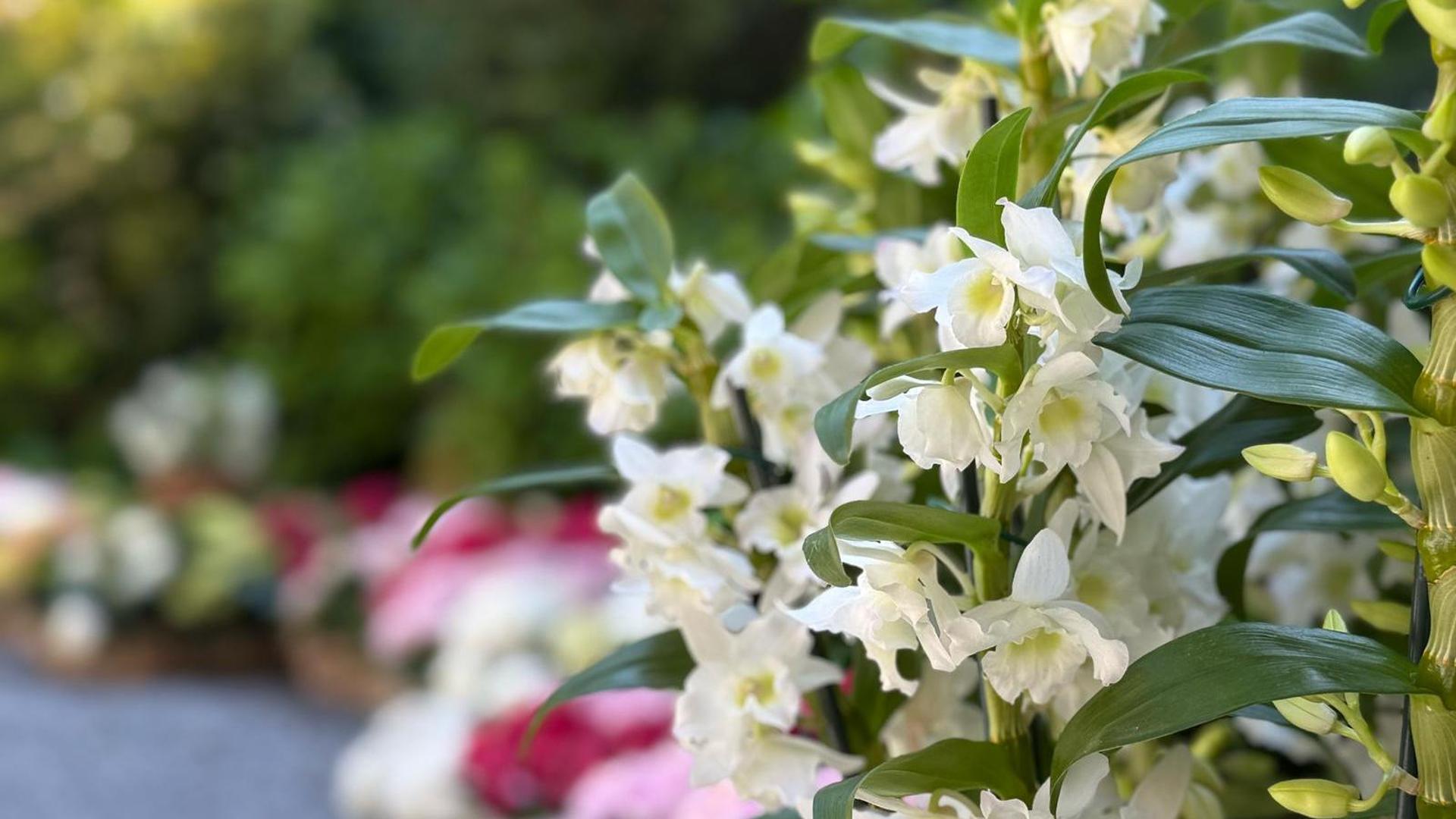 Euroflora: l’orchidea Dendrobium nobile a Palazzo Pallavicino - Il ...