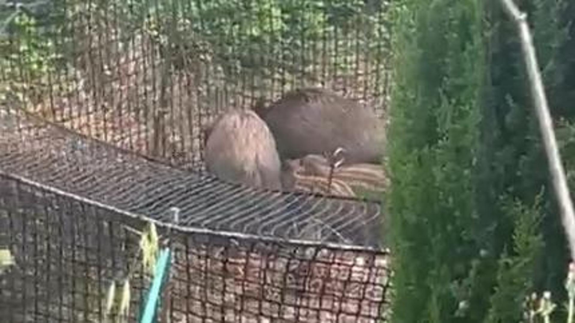 Levanto, nidiata di cinghiali catturata e abbattuta. La Regione ...