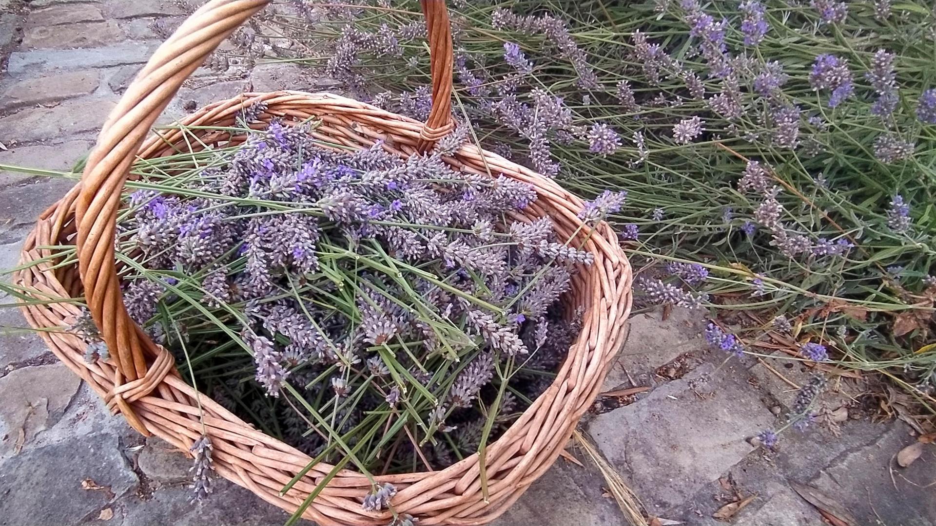 A Pietrabruna si celebra la lavanda con eventi, visite e mercatini - Il ...