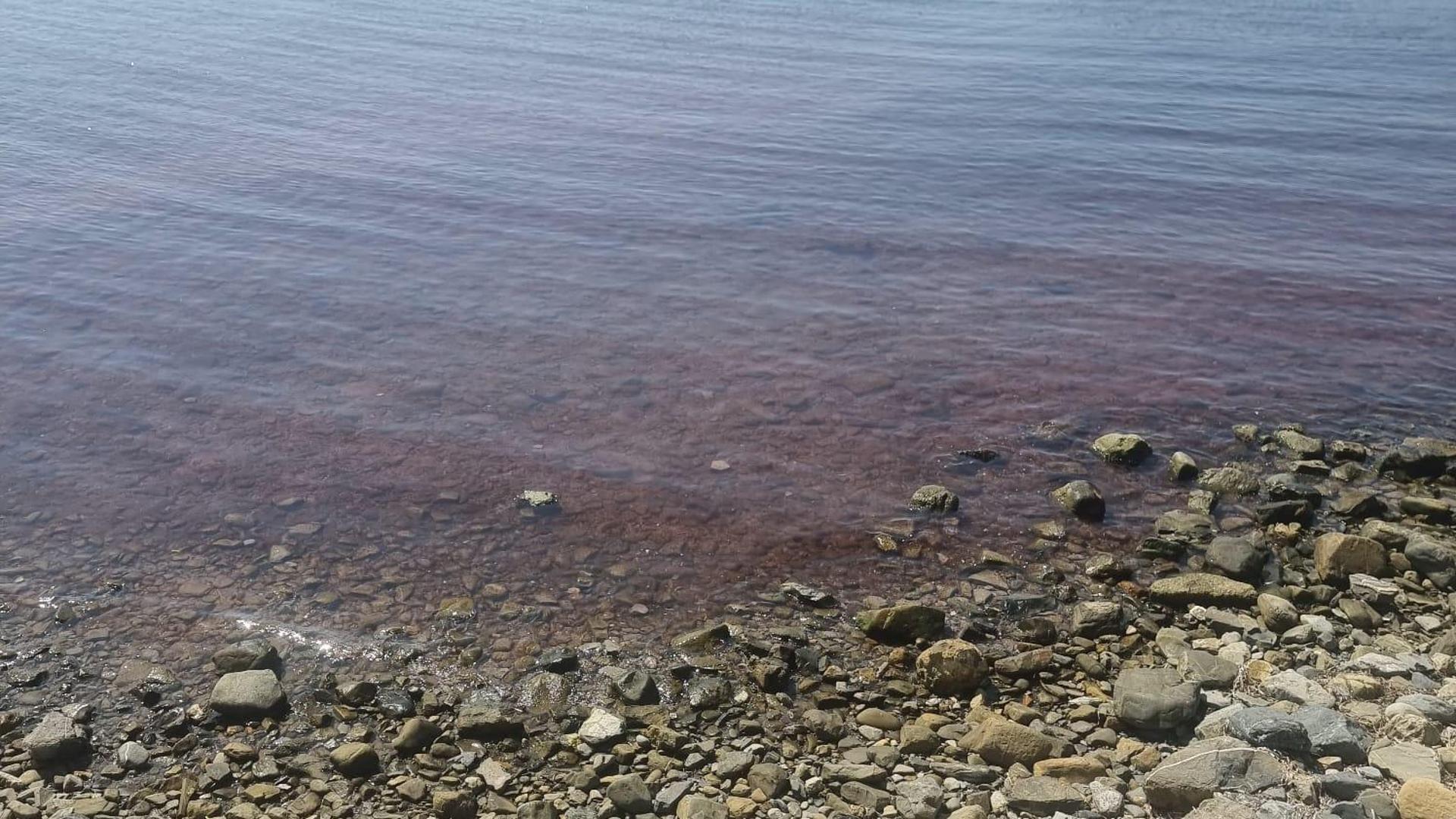 L'acqua del mare si tinge di rosso a Santo Stefano al mare, scattano i ...