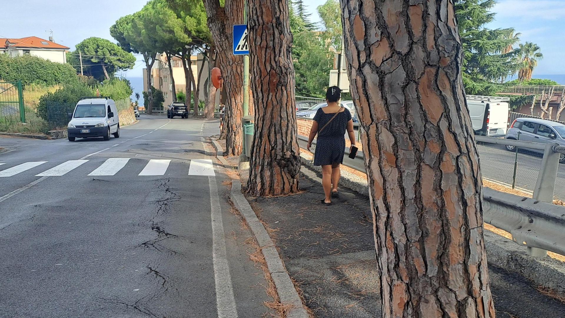 Sanremo, ok dalla commissione paesaggio al taglio dei pini di via Padre ...