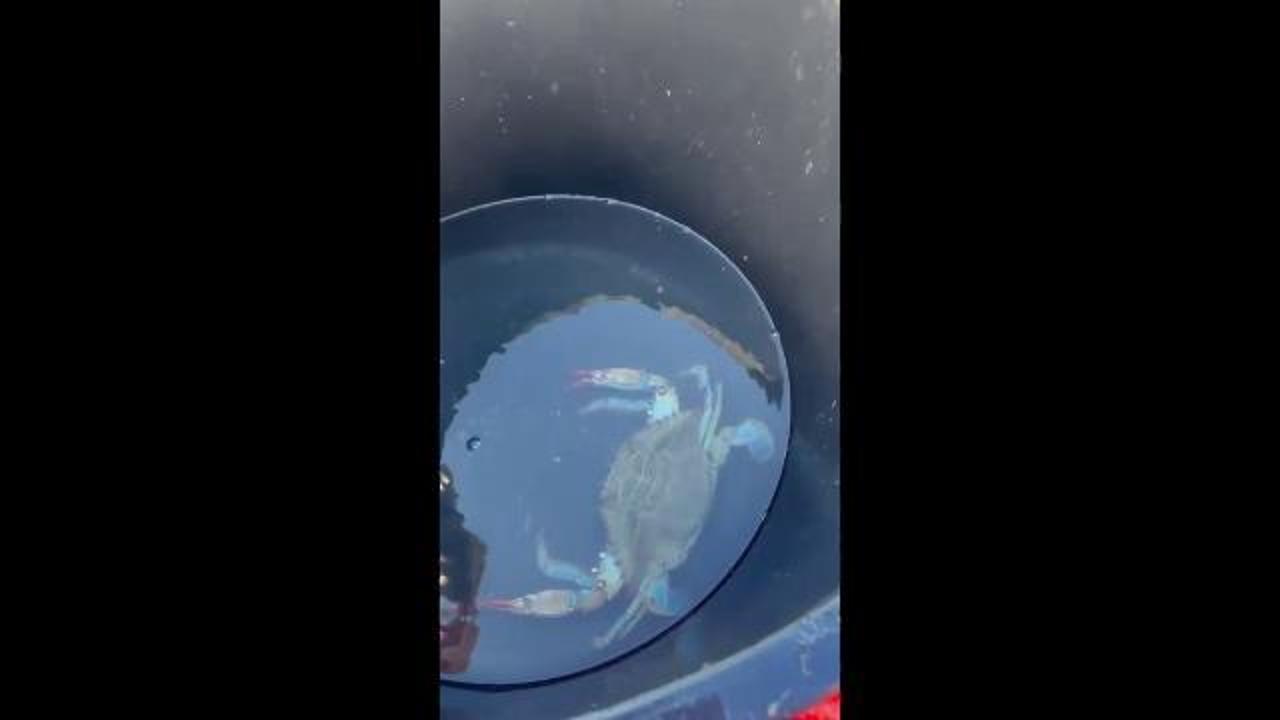 Sestri Levante: il granchio blu reale è arrivato nel mare del Tigullio ...