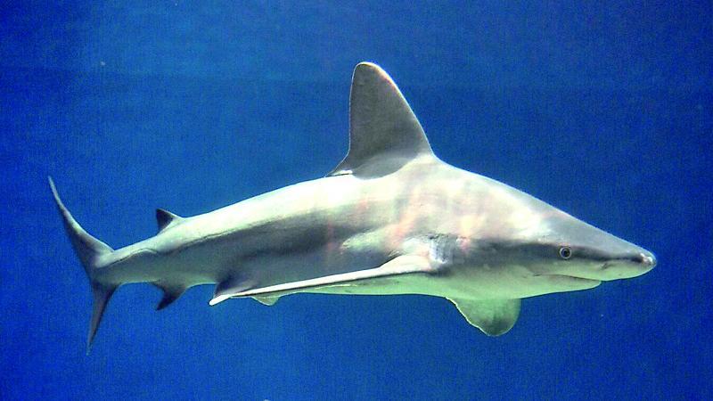 La task force ligure che salva gli squali: “Specie essenziale per la ...