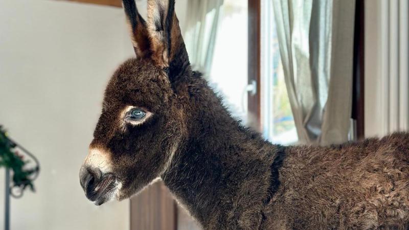 Asinello Astro rifiutato dalla madre: salvato in casa a Genova - Il ...