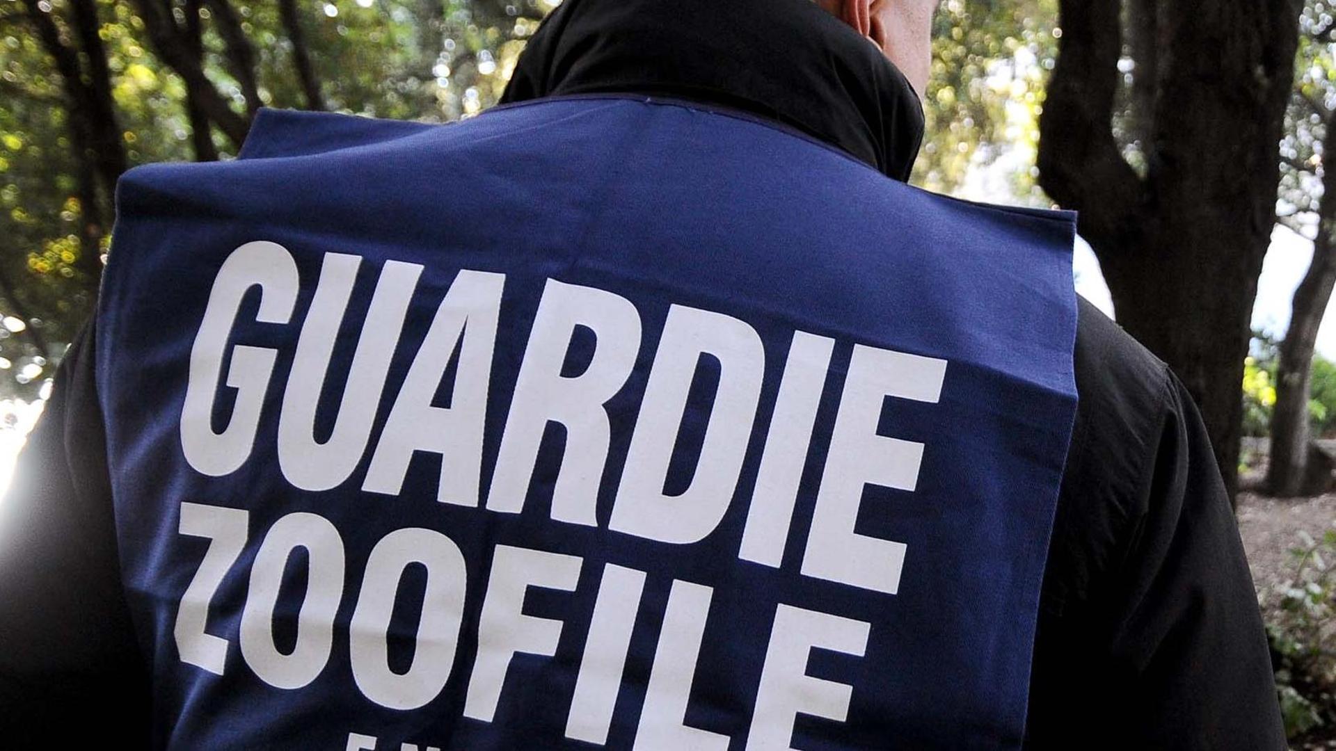 “Usurpazione di funzioni pubbliche”. Guardie zoofile perquisite nel ...